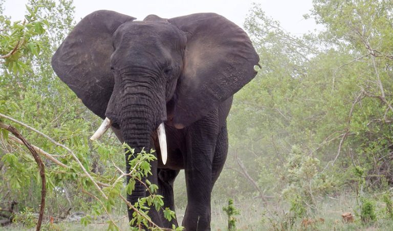 3 Days Akagera National Park Wildlife Safari | Rwanda Safari Tour.