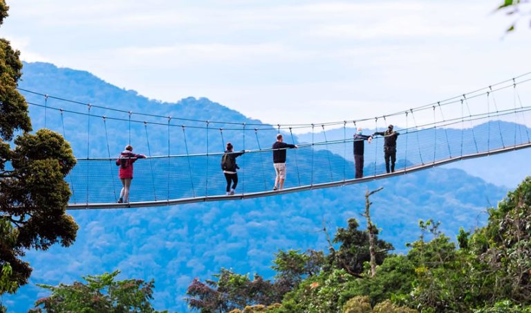 Canopy Walk Experience in Nyungwe Forest National Park.