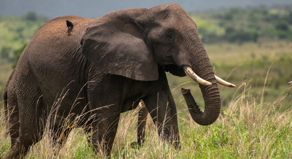 Game Drives in Akagera National Park | Rwanda Wildlife Safaris.