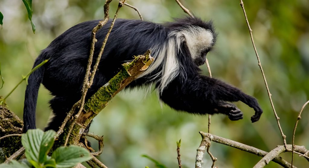Colobus Monkey Trekking in Nyungwe Forest National Park