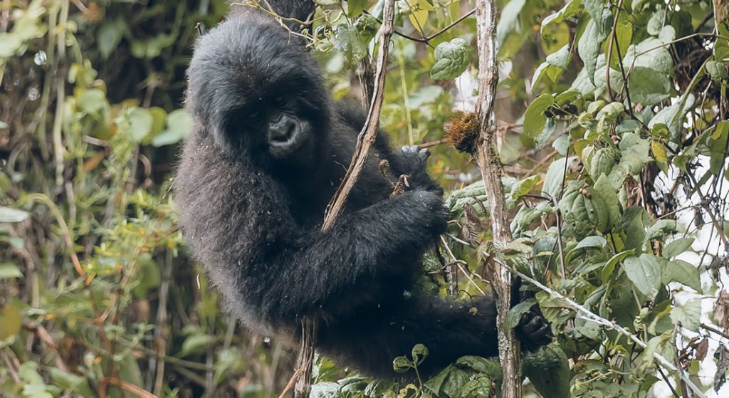 Rwanda Development Board's duty to boost tourism in Rwanda.